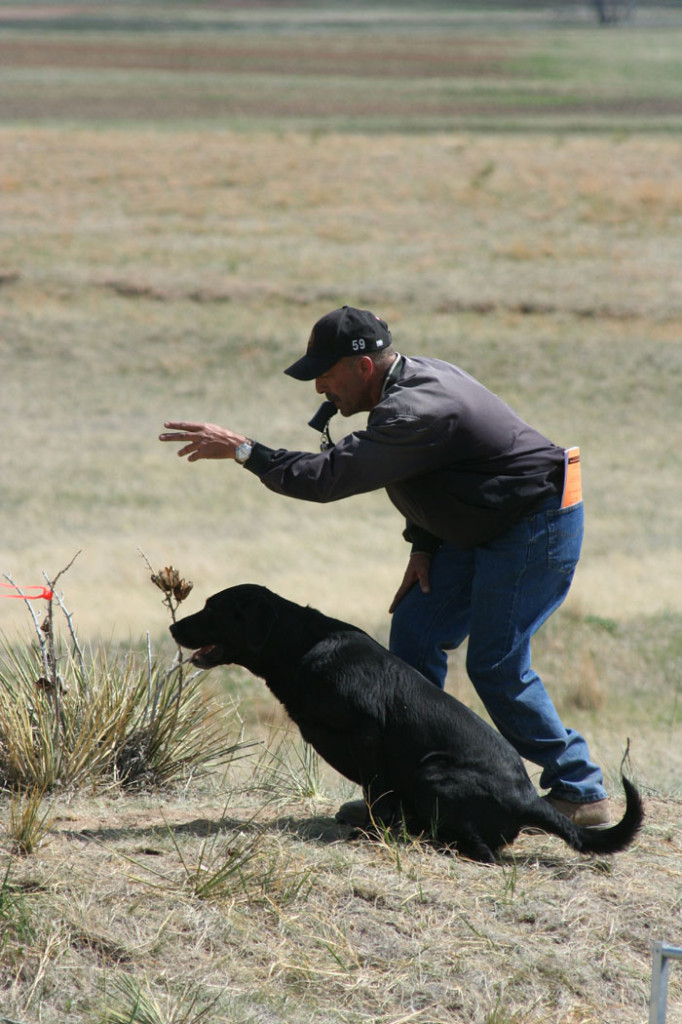 Training Programs ⋆ Colorado Gun Dogs